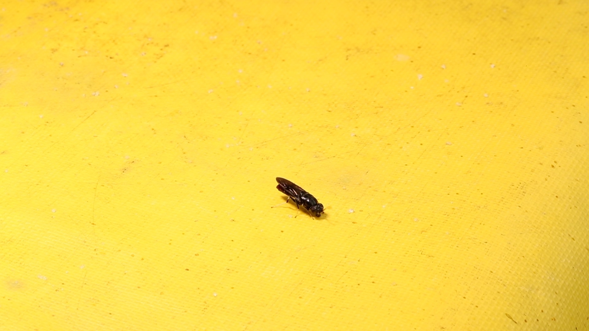 Veolia insect pilot a first of it’s kind for New Zealand